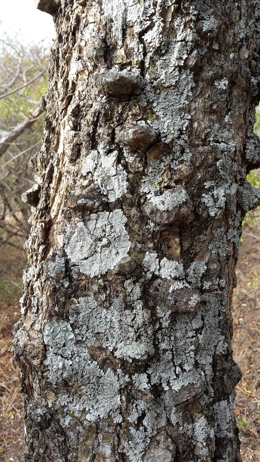 EcoTraining Blog: 10 fascinating facts about Lichen (trust us, it more ...