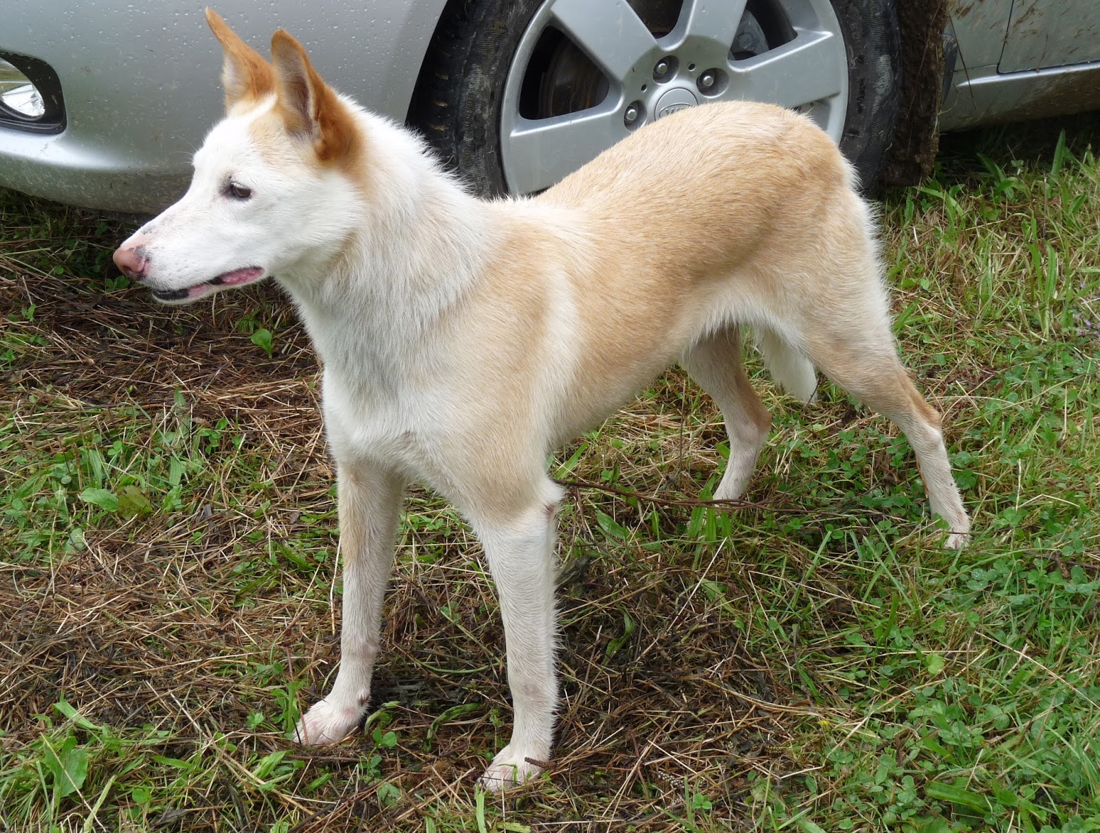 Woolshed 1: New Zealand farming. 1300 Names for NZ Farm Working Dogs