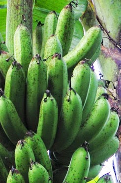 Blog Usahawan Tani - Pertanian Penternakan Perikanan: Cara Menanam Pisang