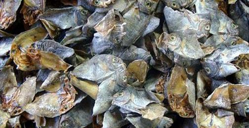 Danggit The Pride Of Cebu | Top Trending News Now Philippines