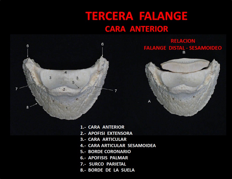 El caballo: El caballo