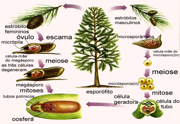Ciencia - Aderbal: Reino Plantae ou Metaphyta