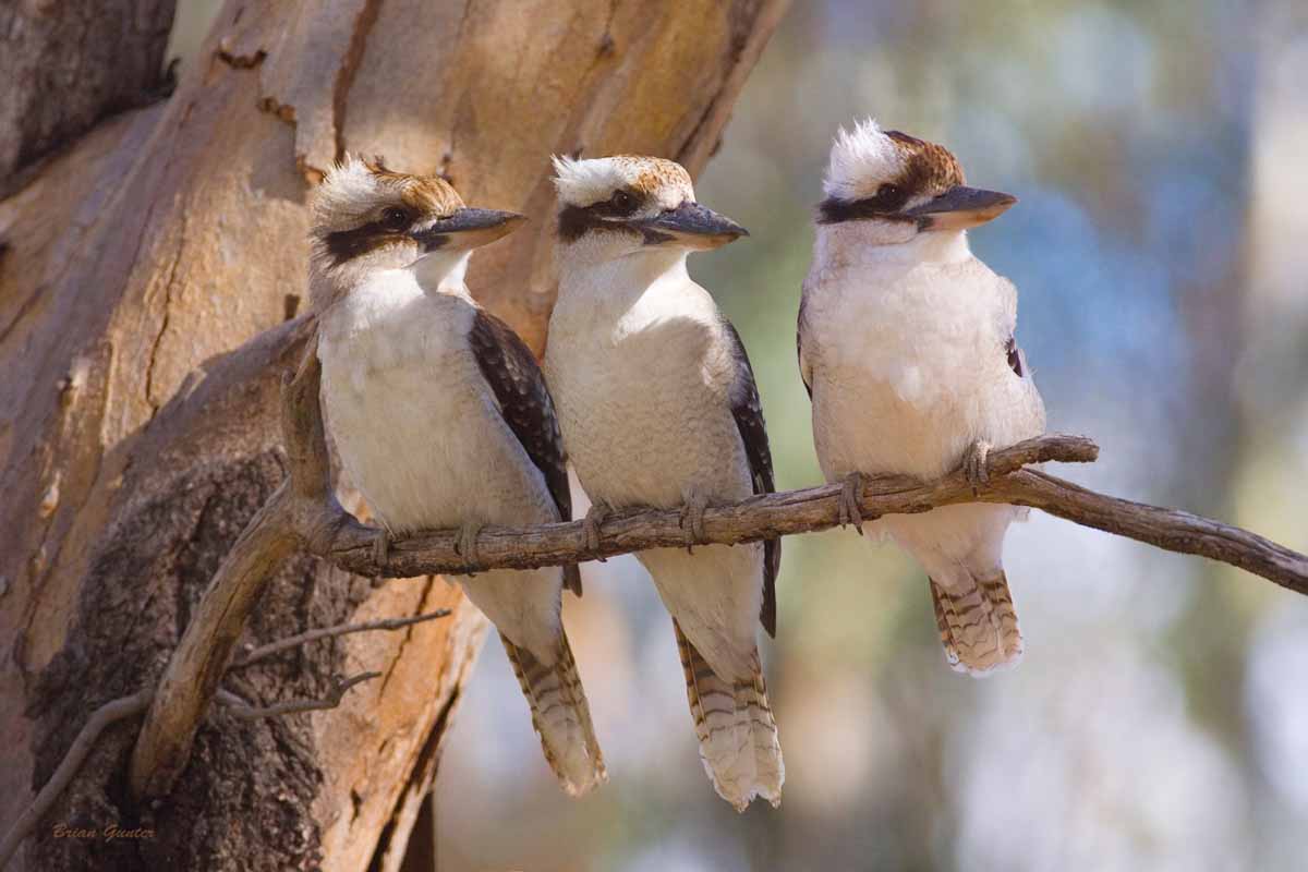 No viviendo en un mundo vivo: Kookaburra
