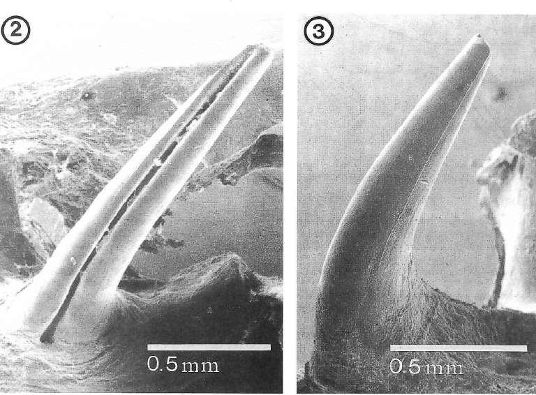 The Pondering Gulch: Frontyard Sense/Backyard Science II