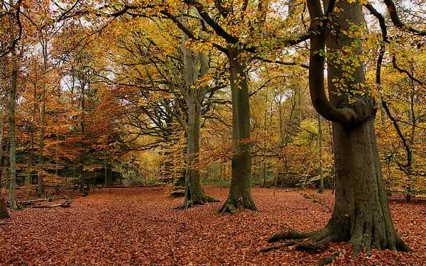 La vegetación del mundo - Naturaleza, Plantas