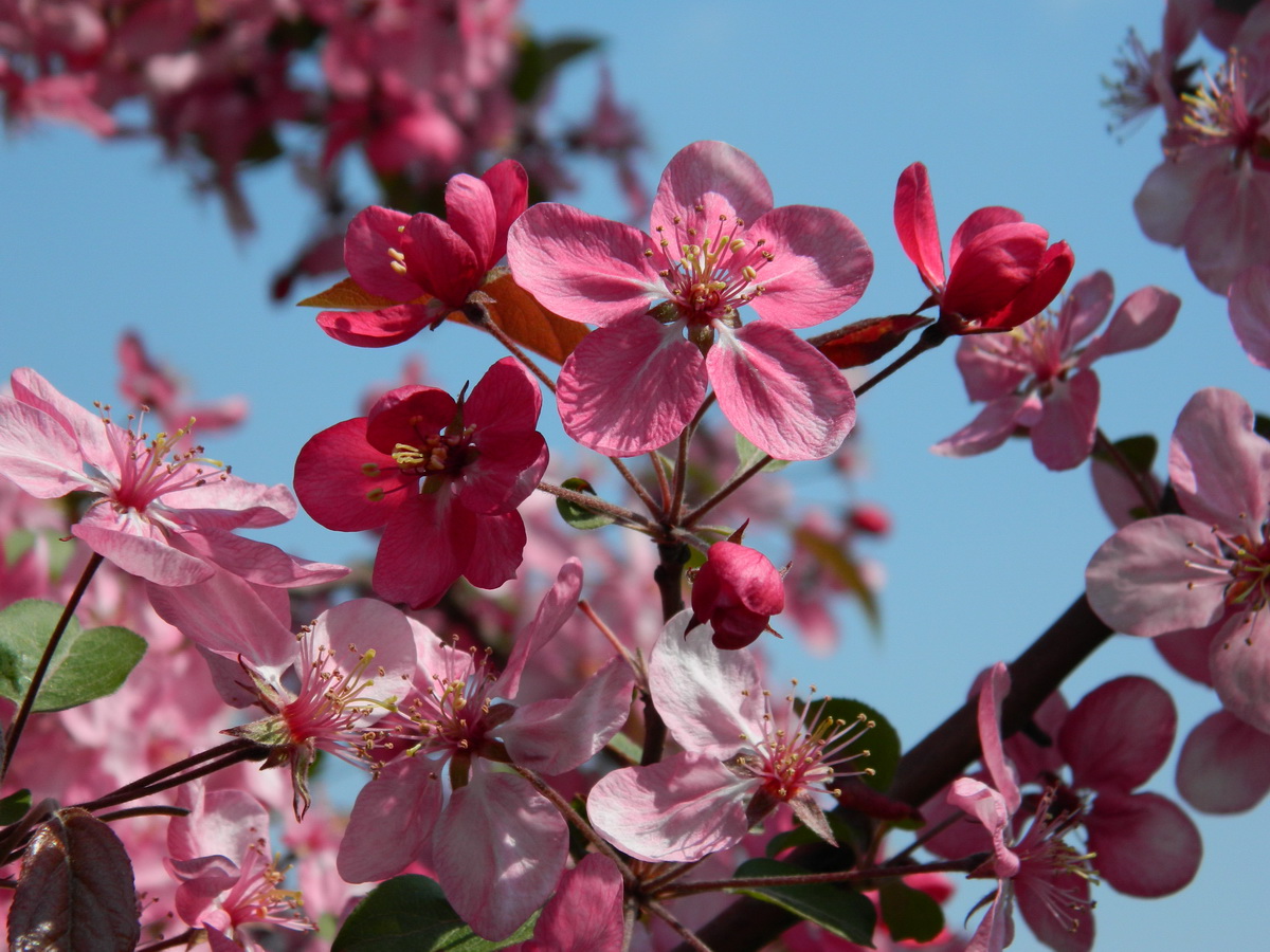 LA MULTI ANI, ROMANIA!: Pomi infloriti cu flori roz (3)
