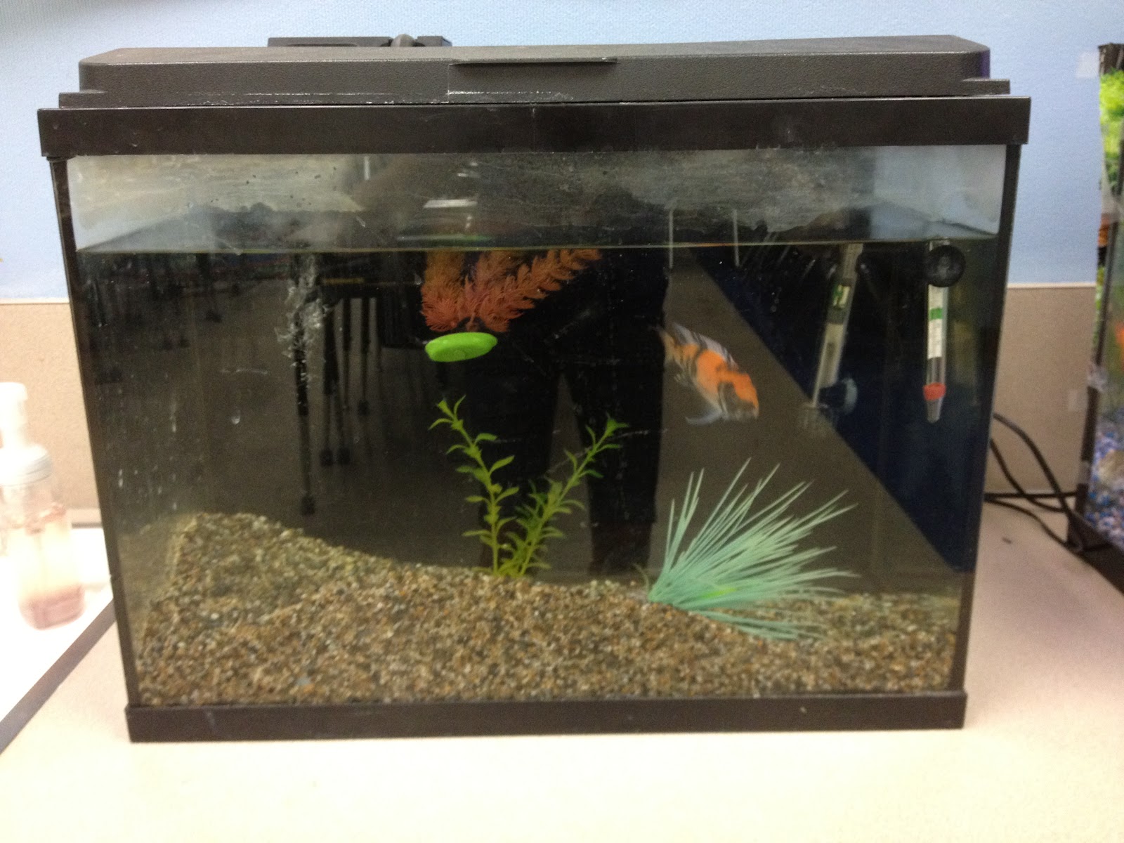 Apples of Your Eye! ~*~: Classroom Pets ~ Fish Edition!