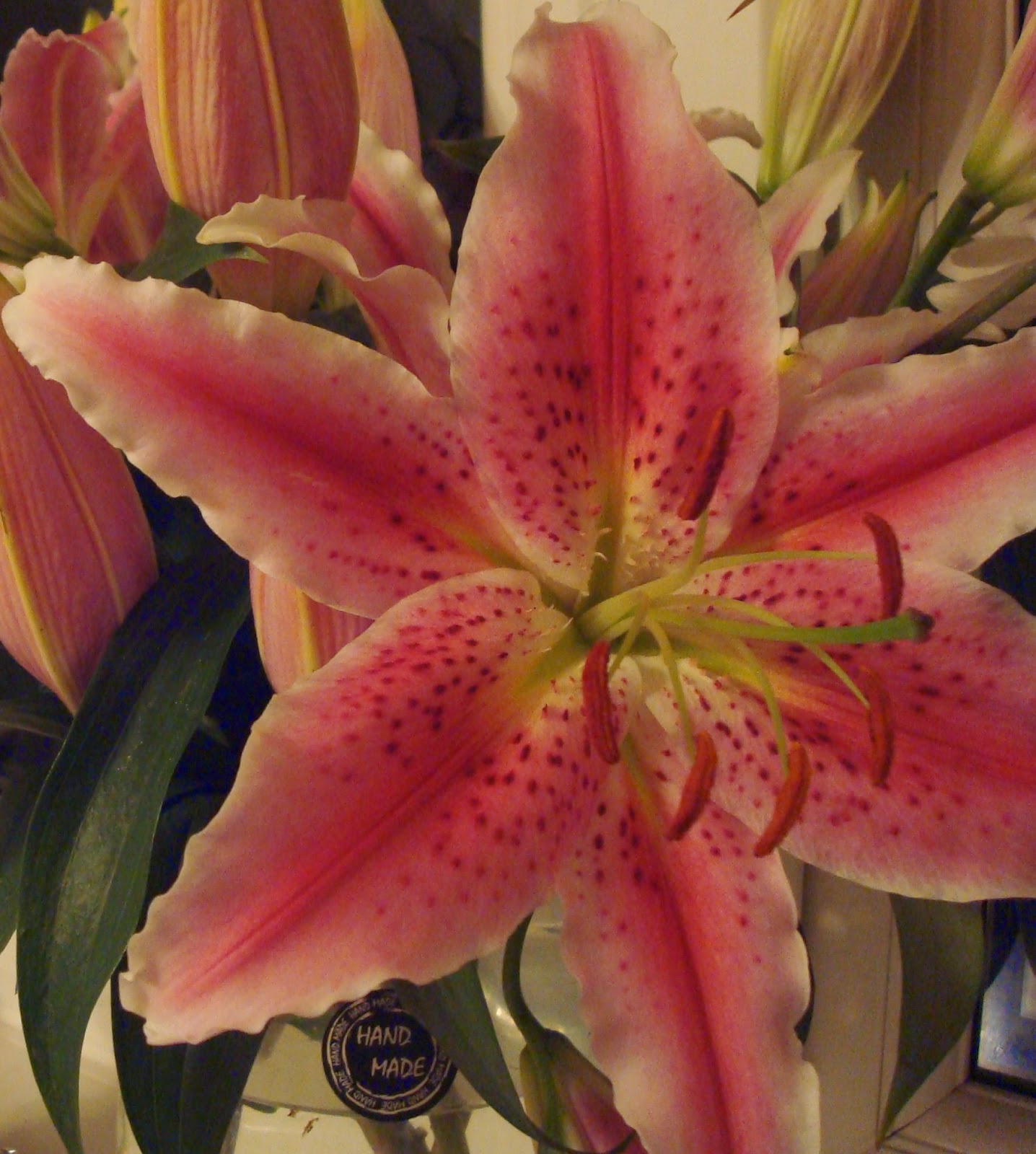 Chickona: Jaaji Mallige Flower In English