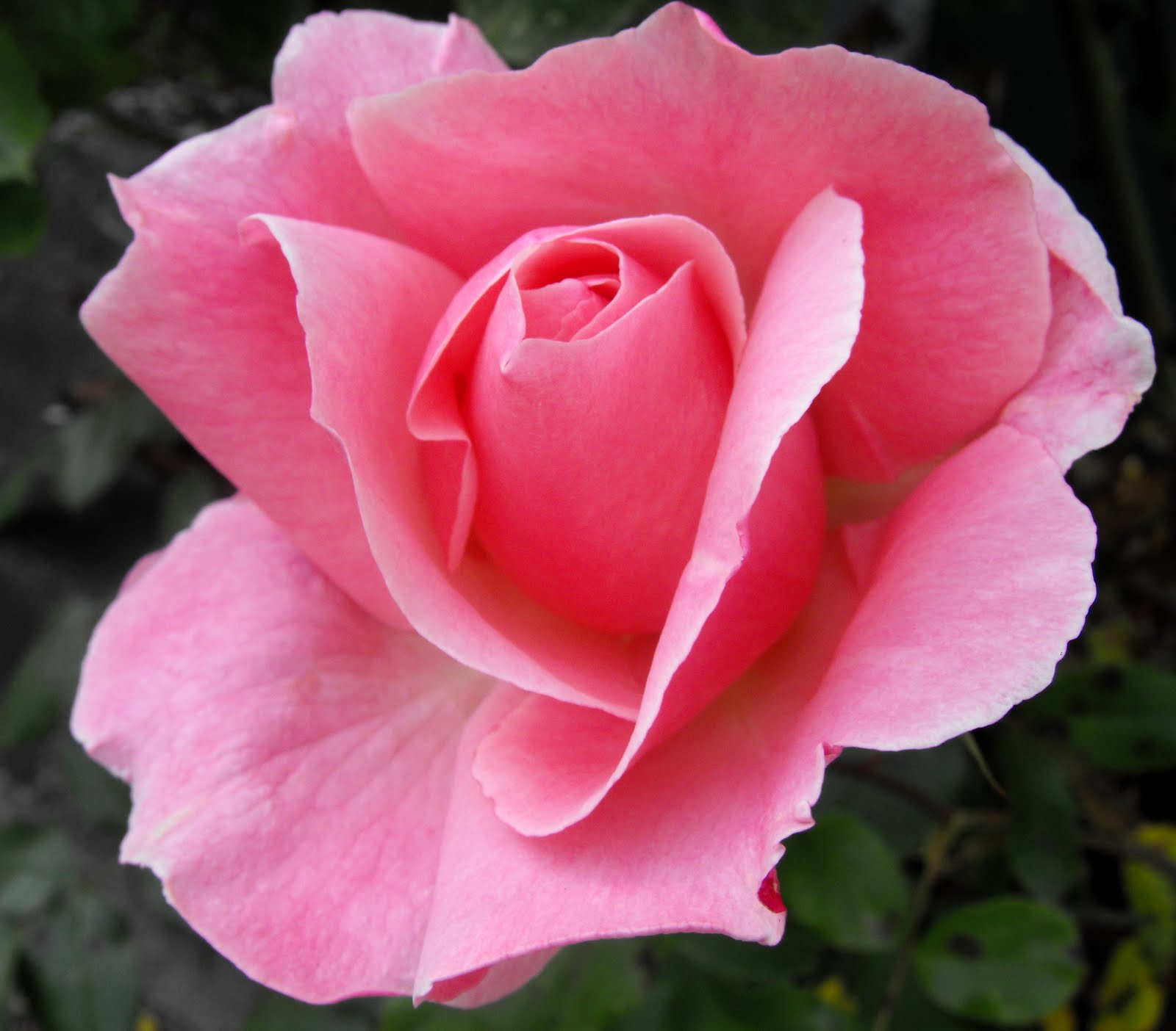 The Autumn Wedding: DIY Water Distressed Paper Flowers Tutorial