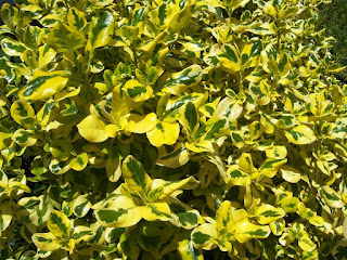 The 2 Minute Gardener: Photo - Taupata Gold Coprosma