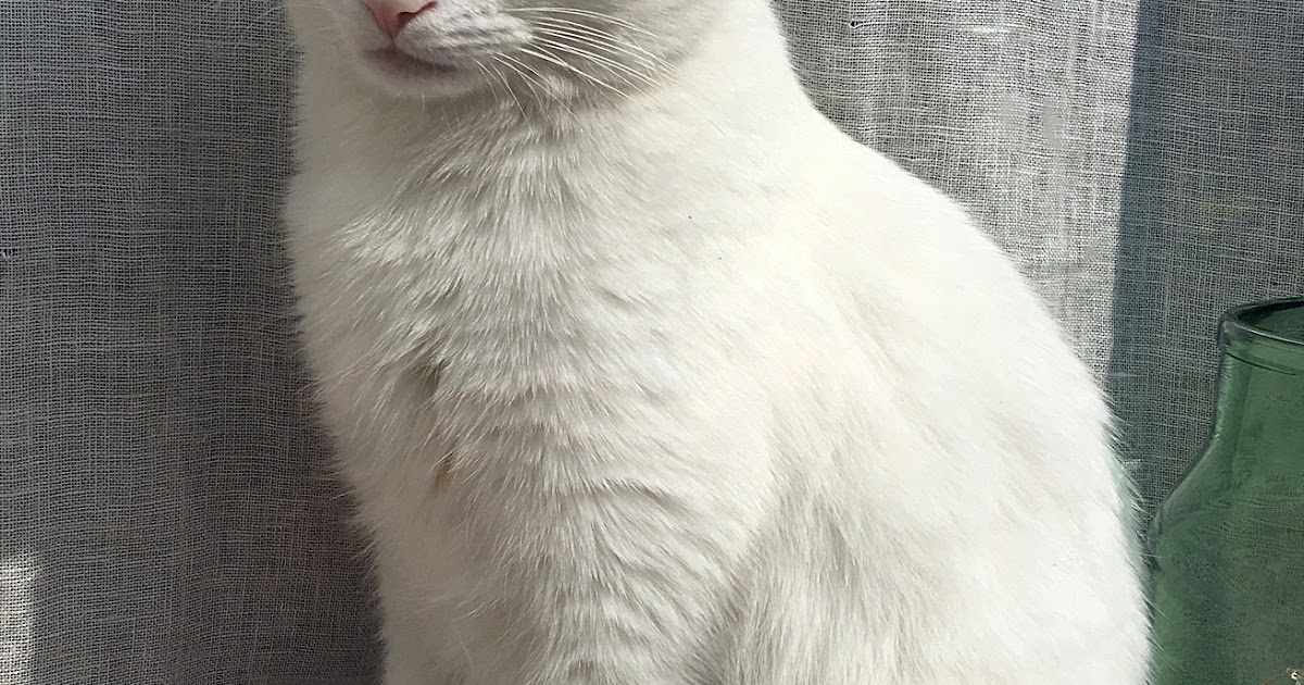 snogmog: Witte poes doet mee aan mindfulness...