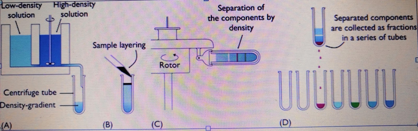 Ramachandran AM: SUCROSE GRADIENT PROCEDURE