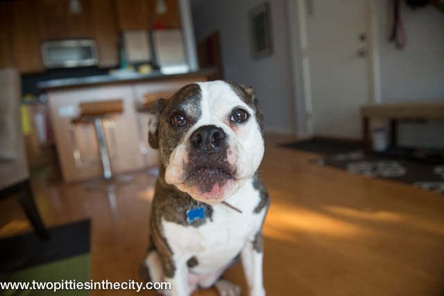Two Pitties in the City: Pooches: On Miss M's "Judgmental Resting Face"