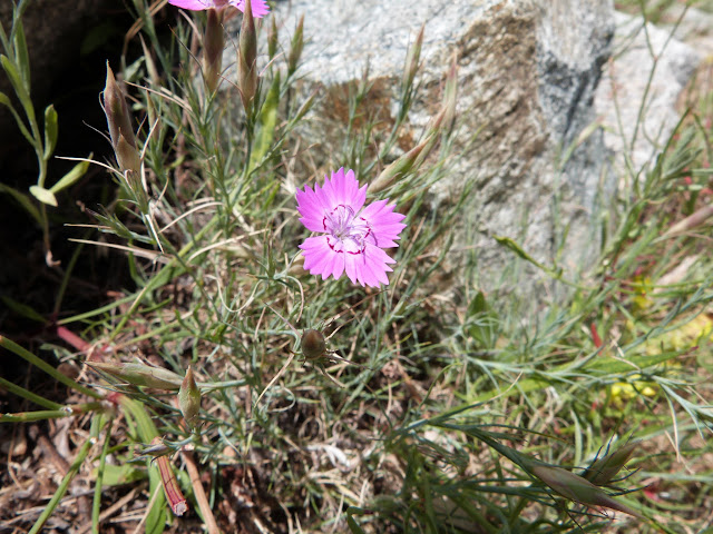 Frumusetile naturii: Garofita pitica de stanca (Dianthus nardiformis)