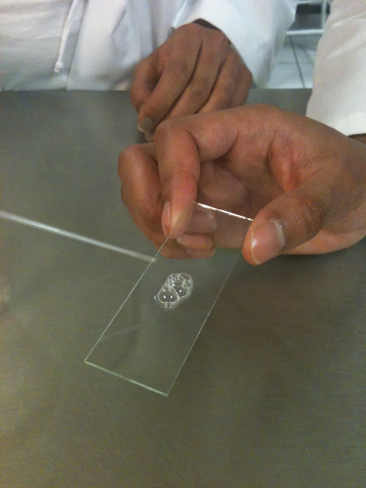 Prácticas De Embriología (ENMyH)- Equipo: "Los GametoGENIOS ...