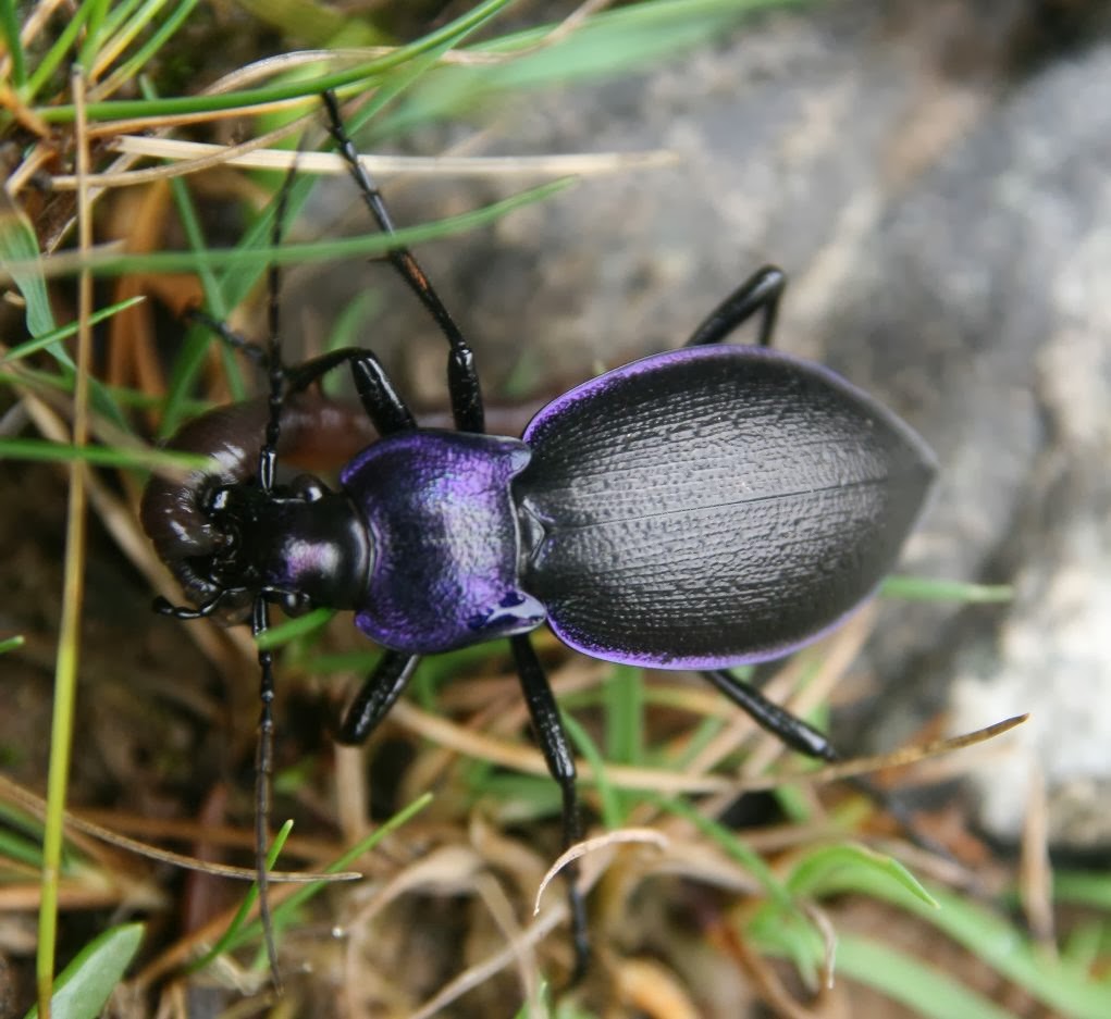 Islay Natural History Trust: More photos from the wild west side