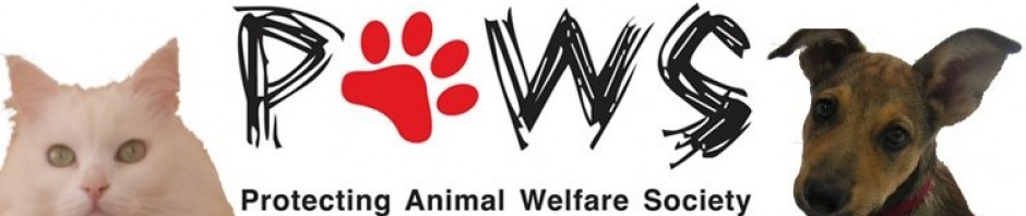 My Travels,My Experiences: PAWS Kuwait