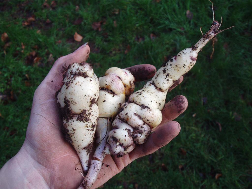Forest Garden Plants: Returning Home and Discovering Mashua Tubers
