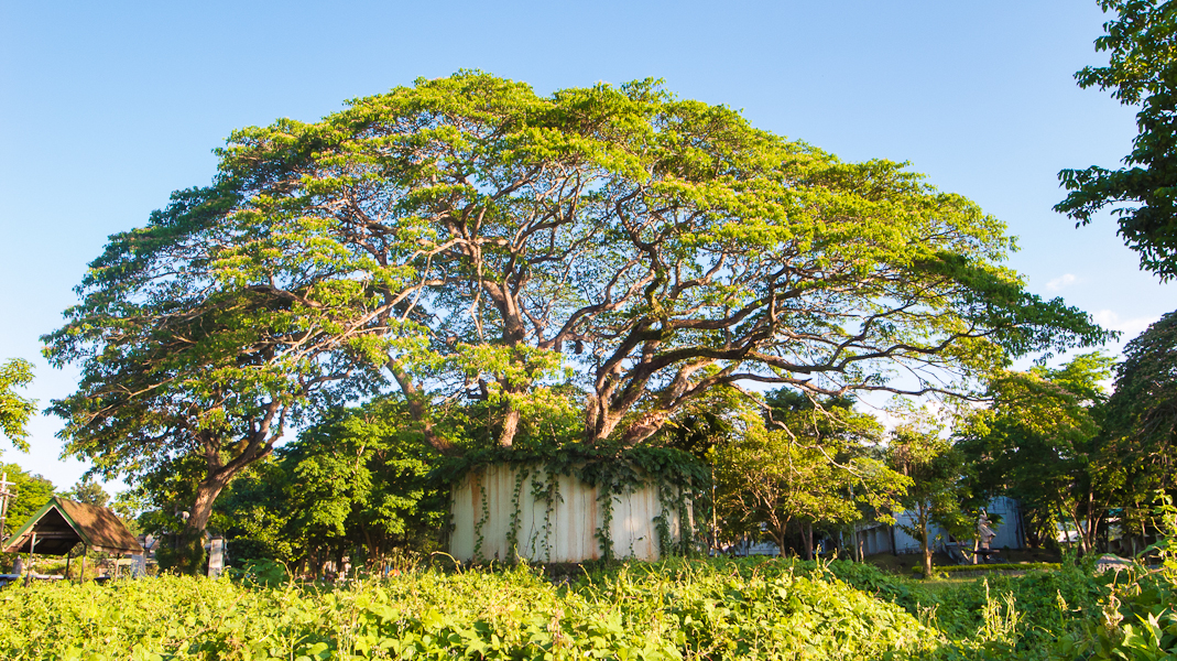Philippine Acacia Tree