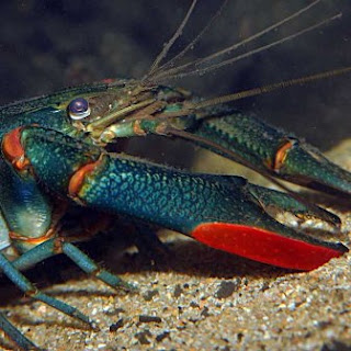 Cherax Quadricarinatus ~ Crayfish | Crawfis | Huna | Lobster Galery