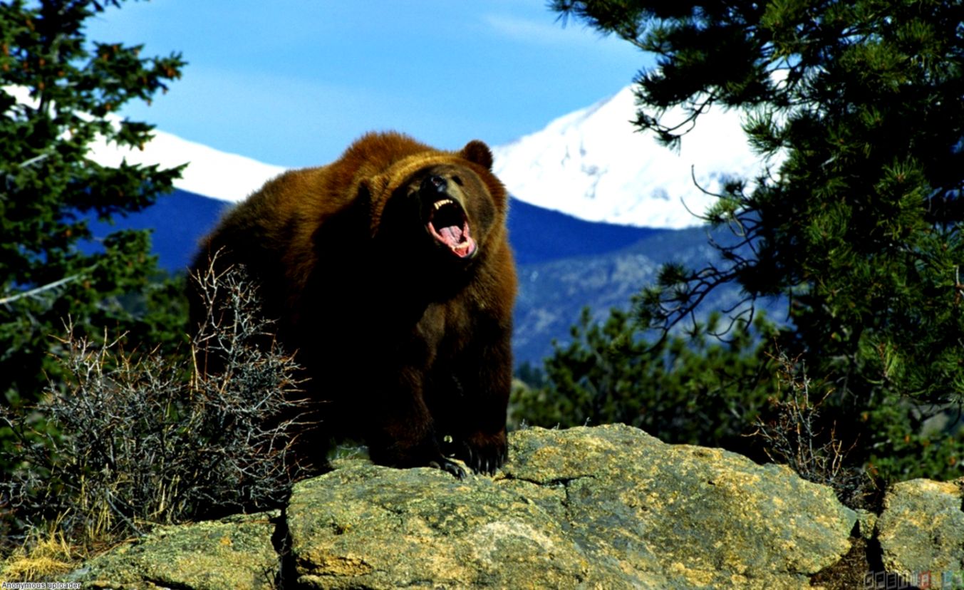 Angry Brown Bear | Wallpapers Gallery