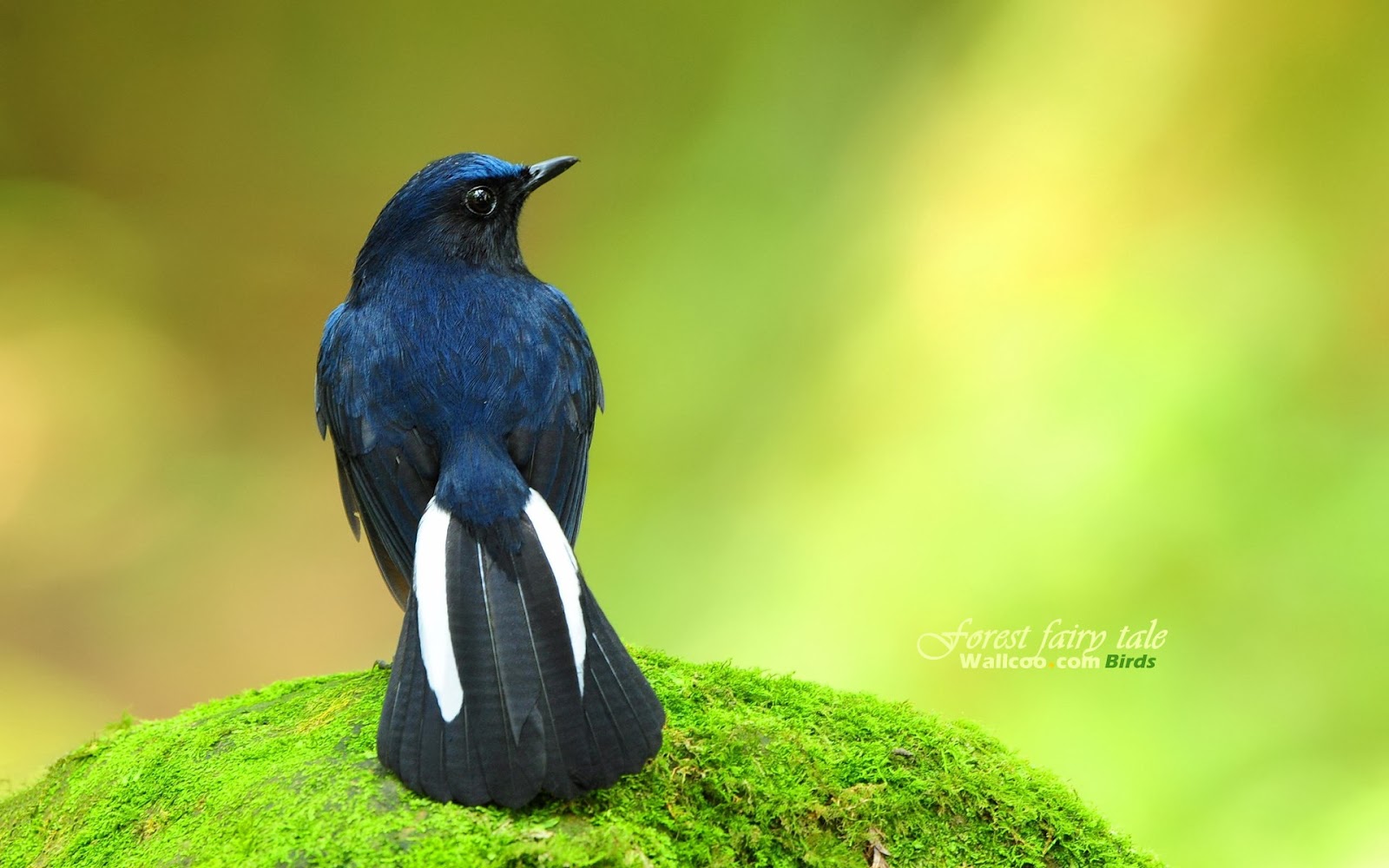 Burung Kacer - Oriental Magpie-Robin (Copsychus saularis) - Ryan Maigan ...