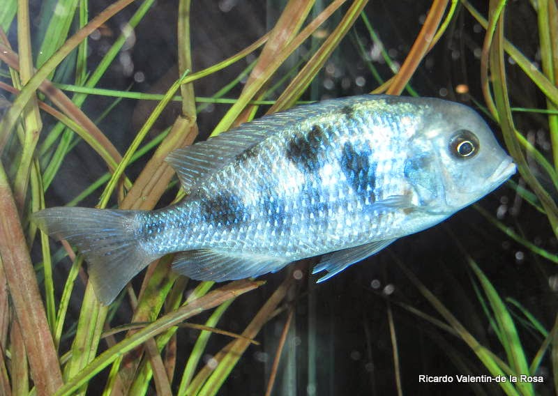 Ricardo's Blog, : Blue Moorii cichlid, also known as Blue Dolphin ...