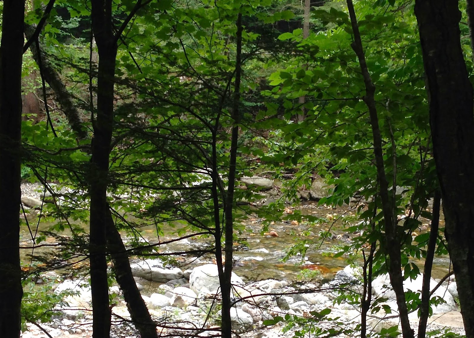 Velophoria: A Weekend at Mohawk Trail State Forest