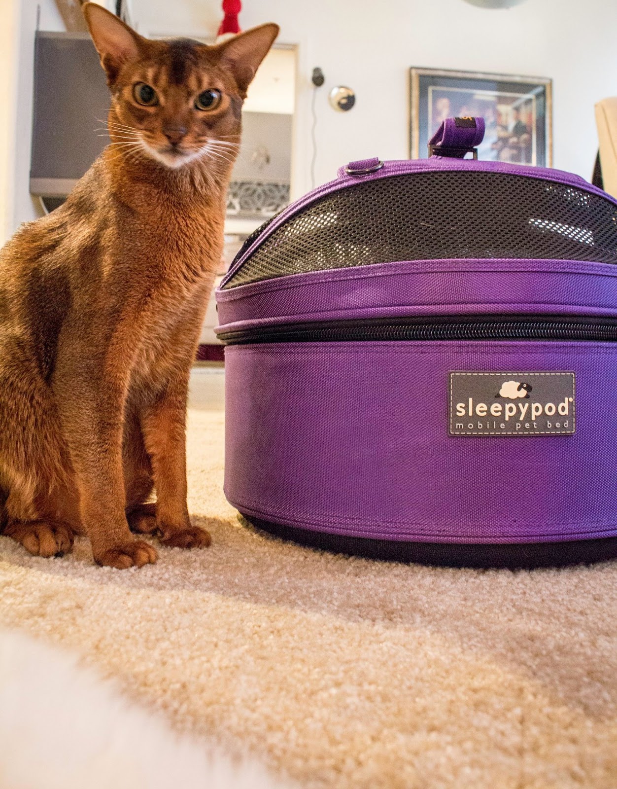 Violet Sleepypod - The Tails of 4 Kitties