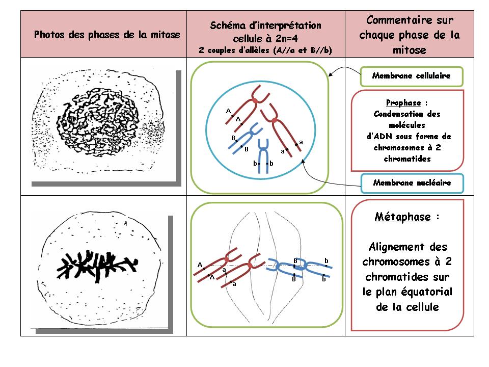 Club SVT Camille Guérin poitiers: THEME 1A GENETIQUE TP1 LA MEIOSE