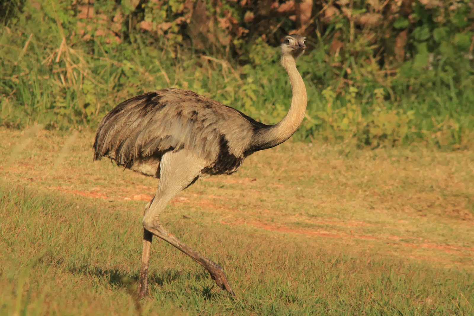 The Ginger Naturalist : September 2013
