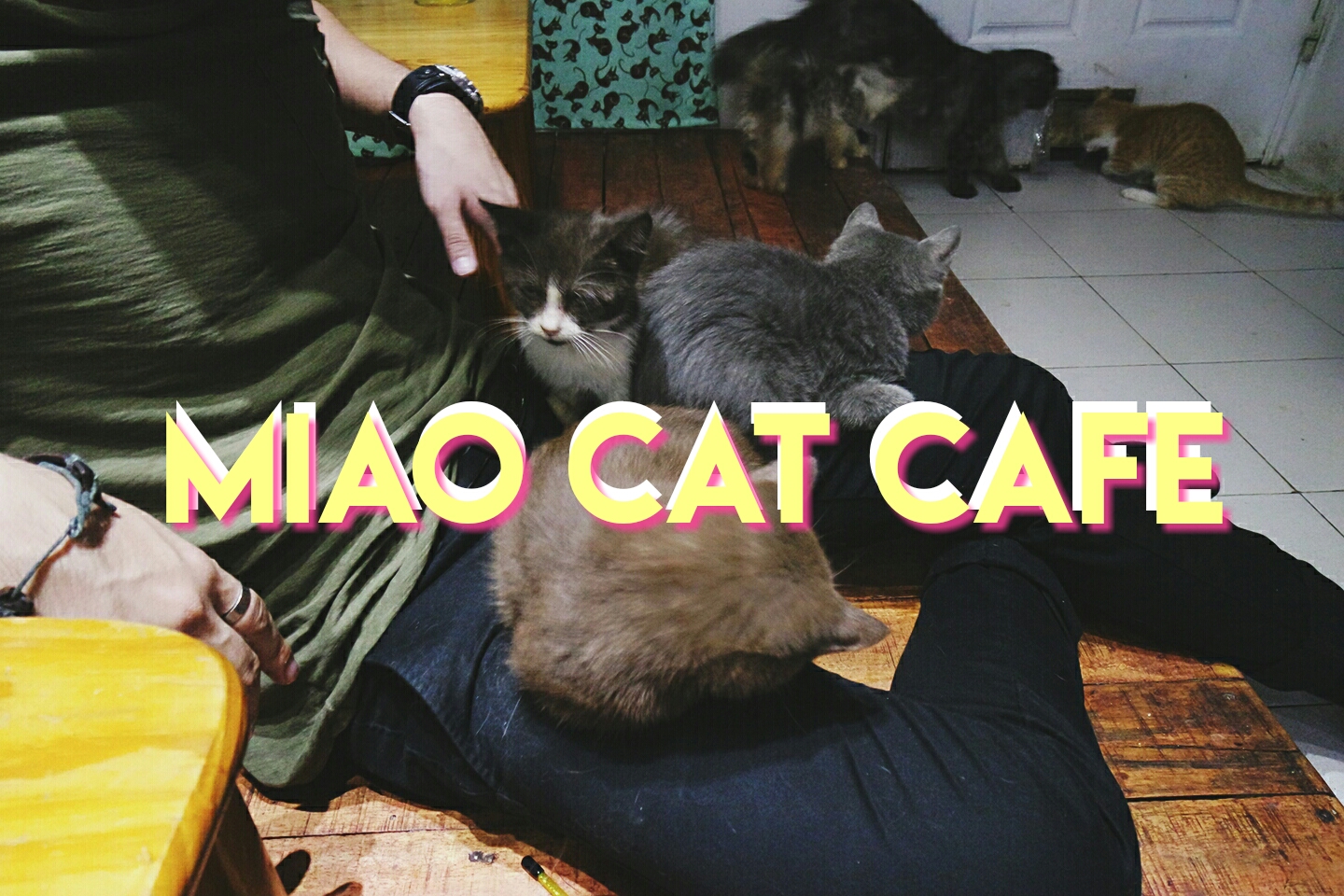 My 3rd Cat Cafe Experience at Miao Cat Cafe | pinkislovebynix