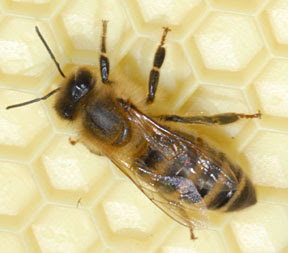 Homestead Revival: Choosing A Bee Breed