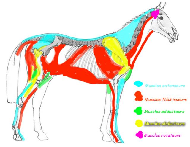 Le cheval, plus qu'une passion : Les anatomies , les muscles et le ...