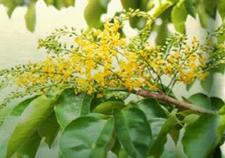 Aneka Fungsi Tanaman: Tanaman Angsana