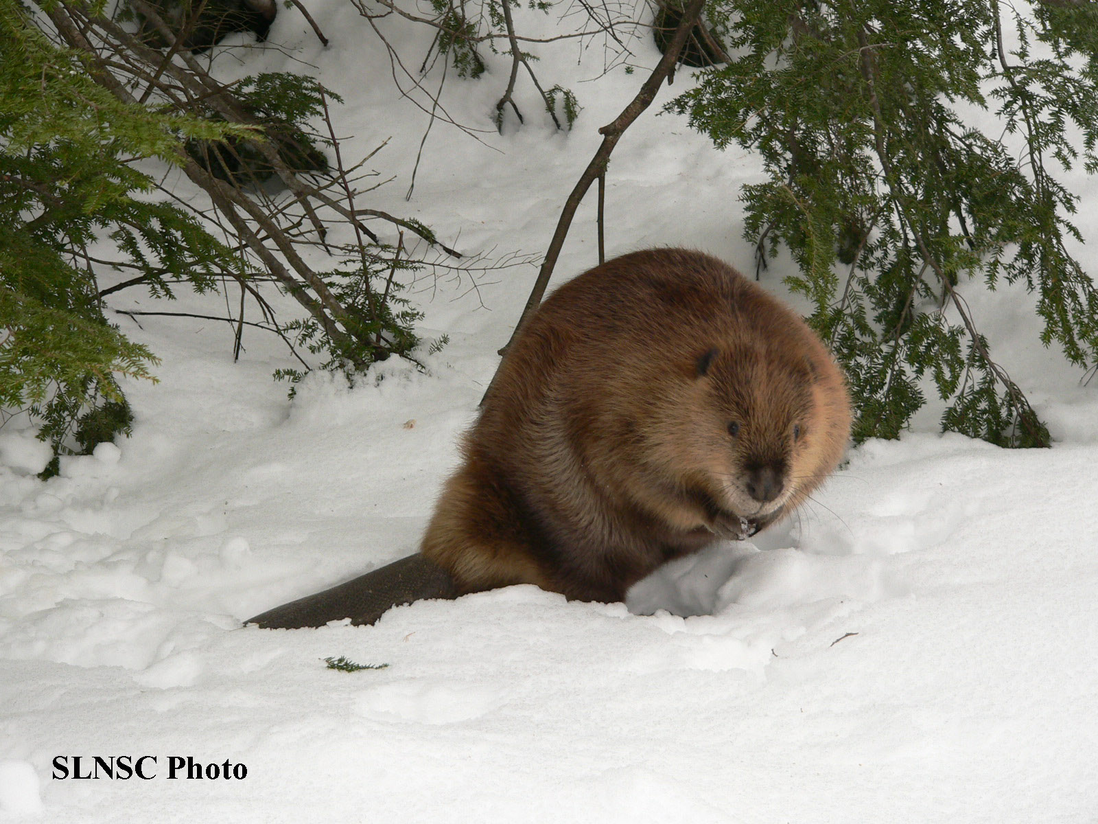 Squam Lakes Natural Science Center Blog: Beaver