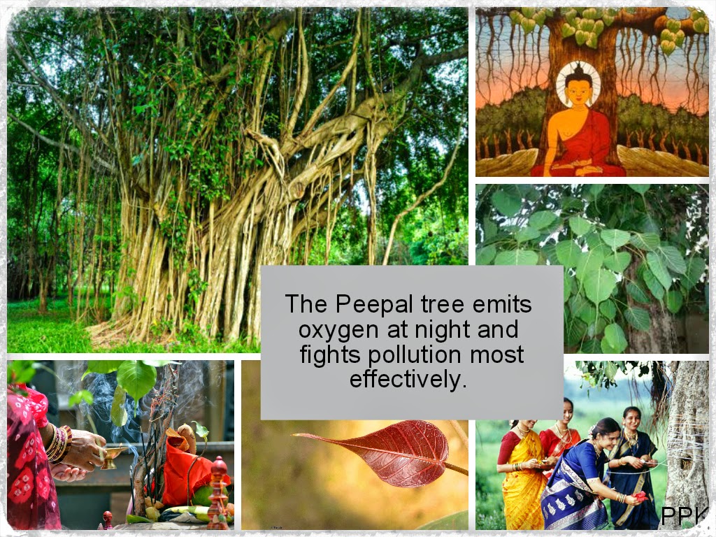 Poonam Patil Kalra: The Tree of Life