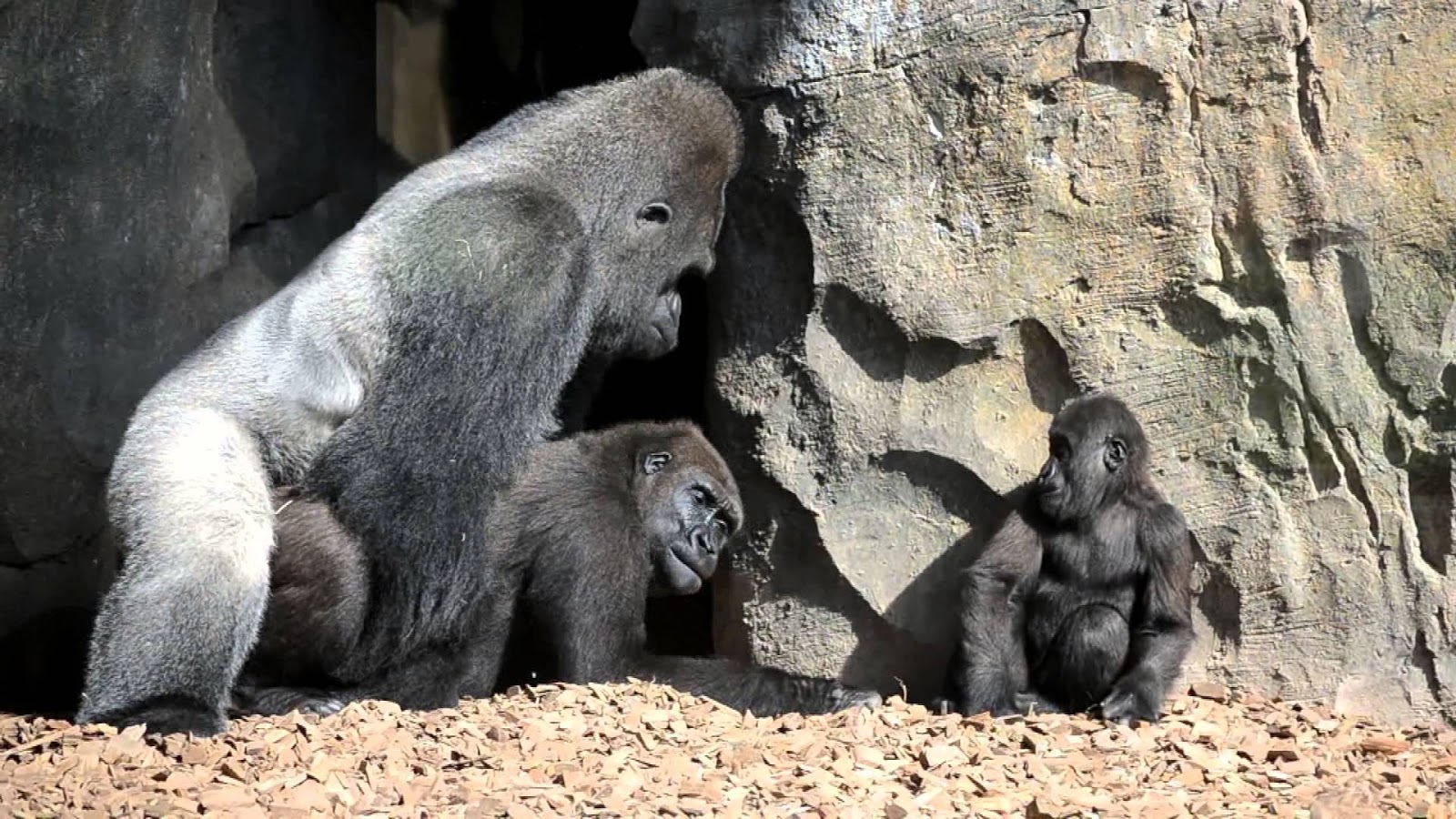 Paleontología y Evolución en la UCM: marzo 2016