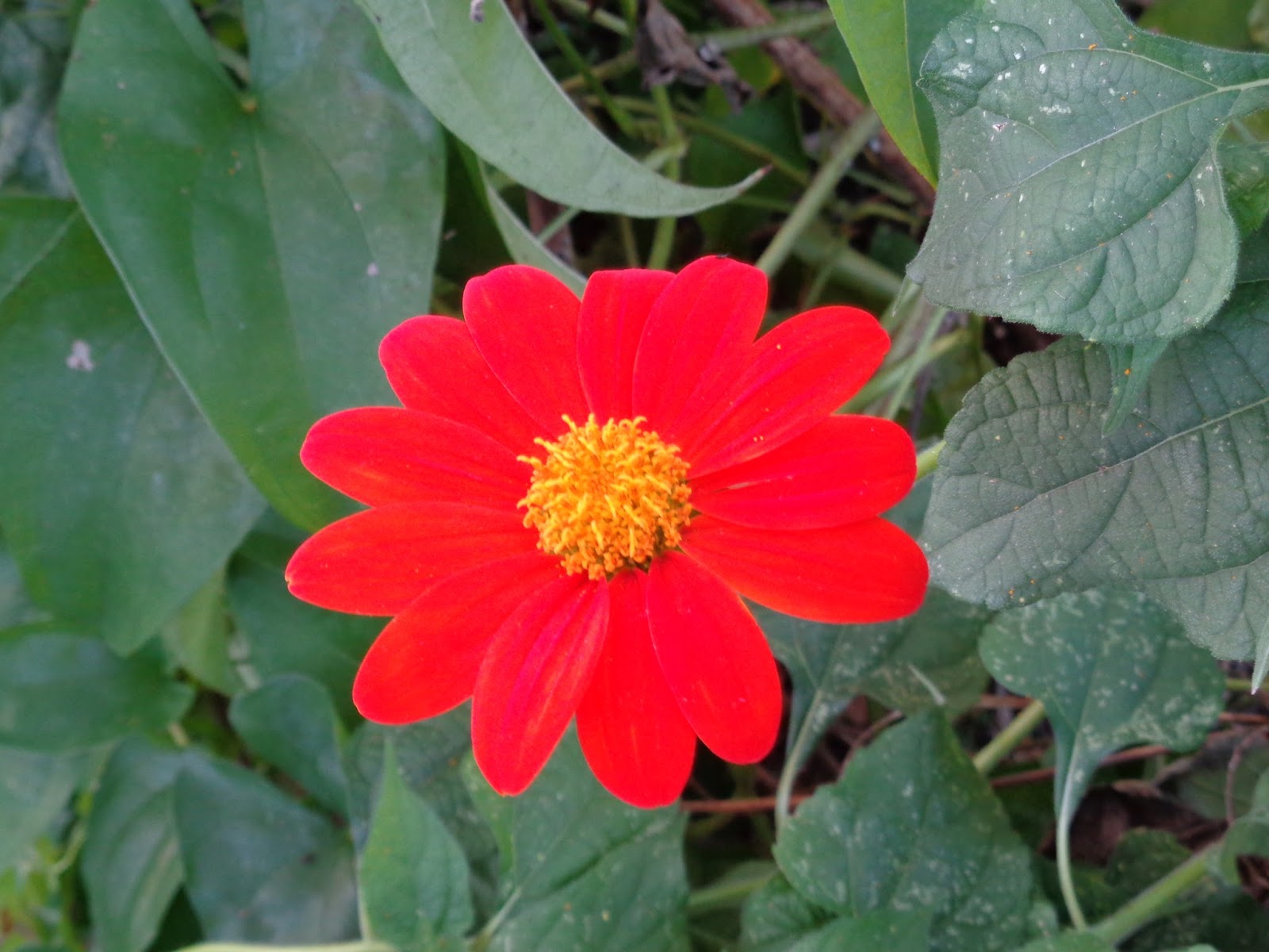 University of Florida/IFAS Charlotte County Extension: Top of the ...