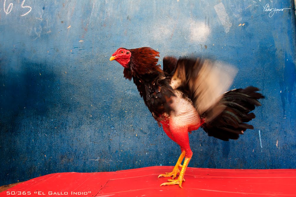 Café Ag3: 50/365 "El Gallo Indio"