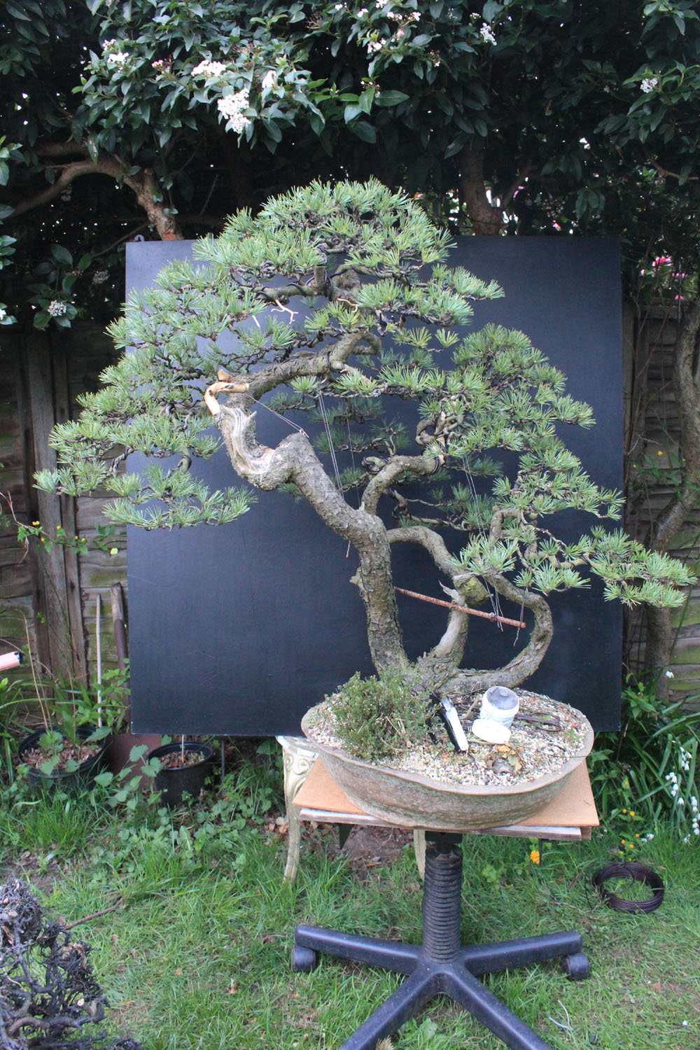wildwoodbonsai: Triple trunk Pinus sylvestris var Scotia