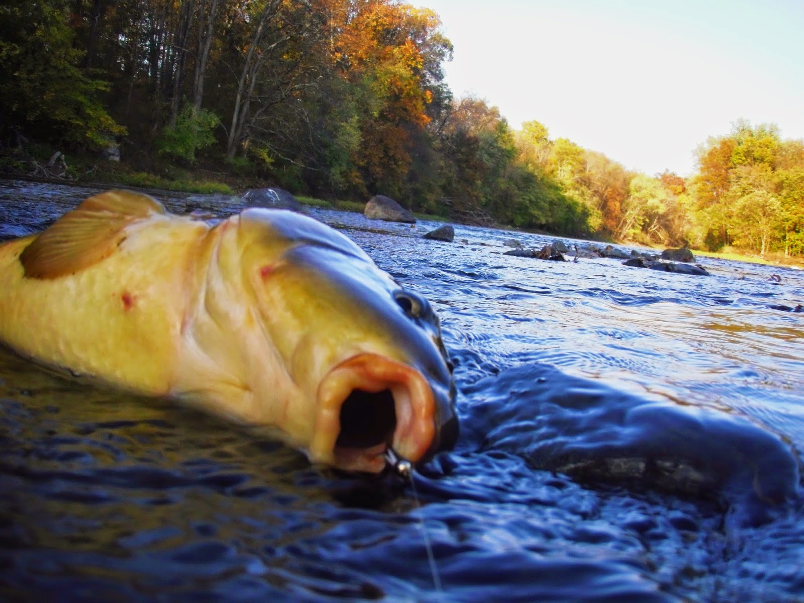 Cross Current Fishing: Just Because They Can