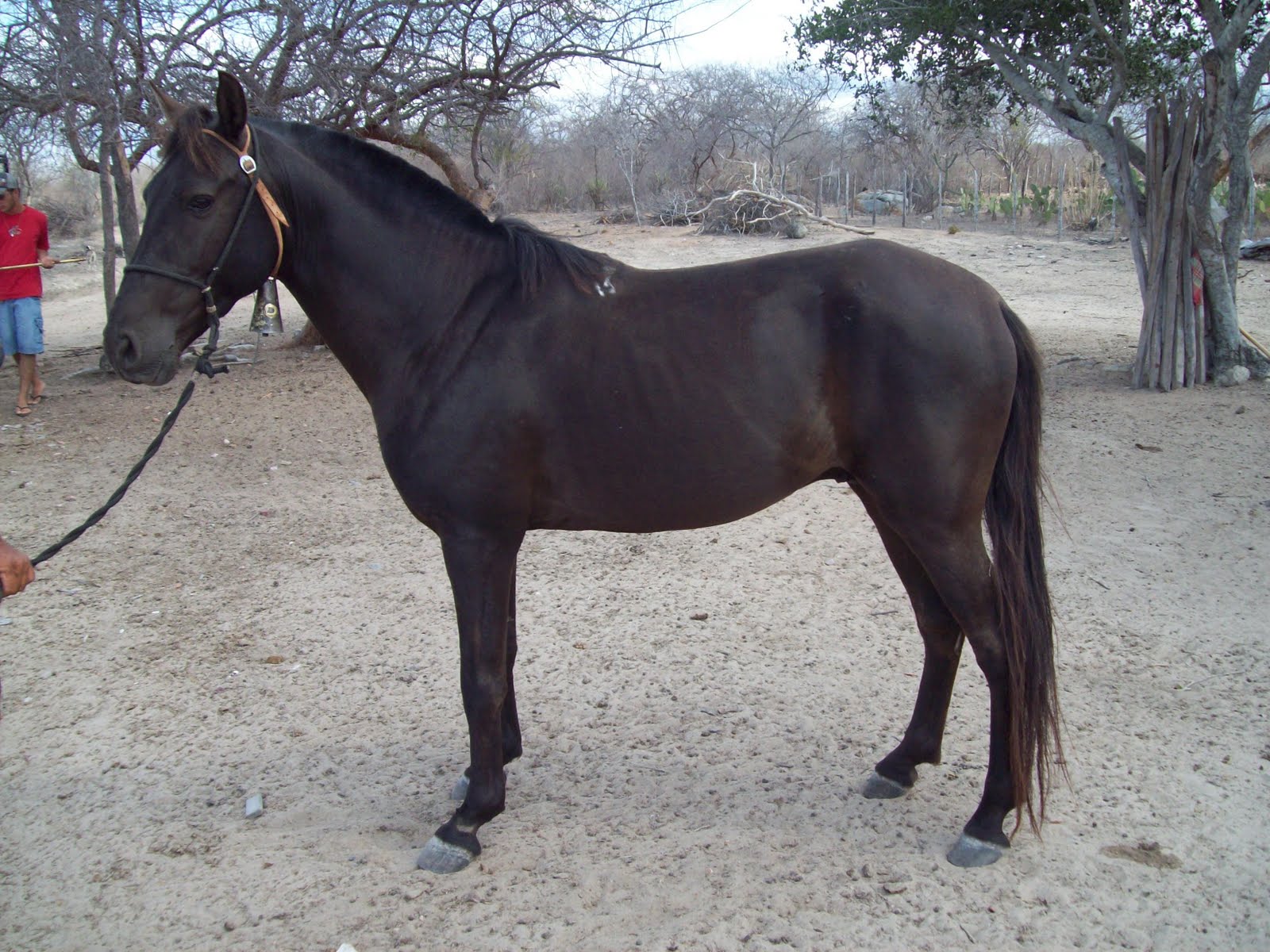 CAVALO NORDESTINO: Reprodutor Nordestino, Negro