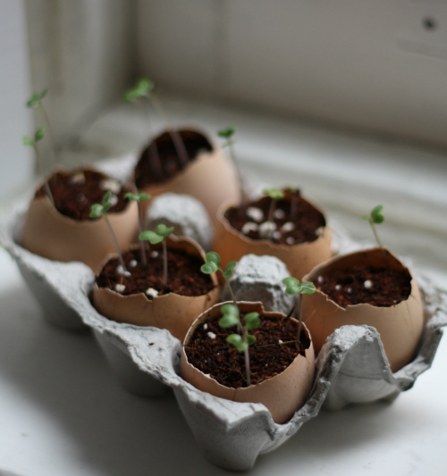 How To: Plant Seeds Using Eggshells | 17 Apart
