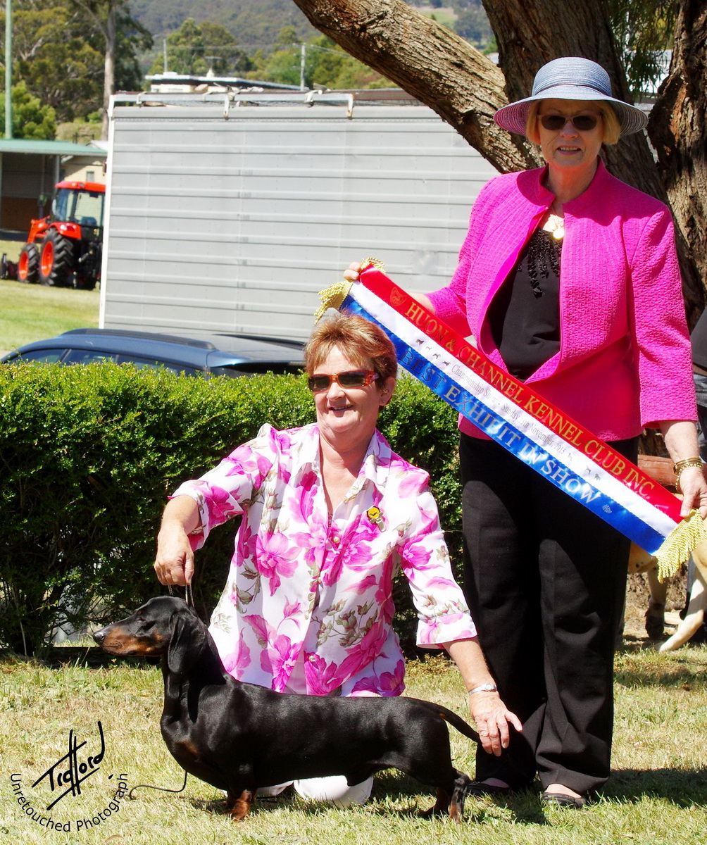 TraffordPhotos - Australian Dog Show Photos: November 2015