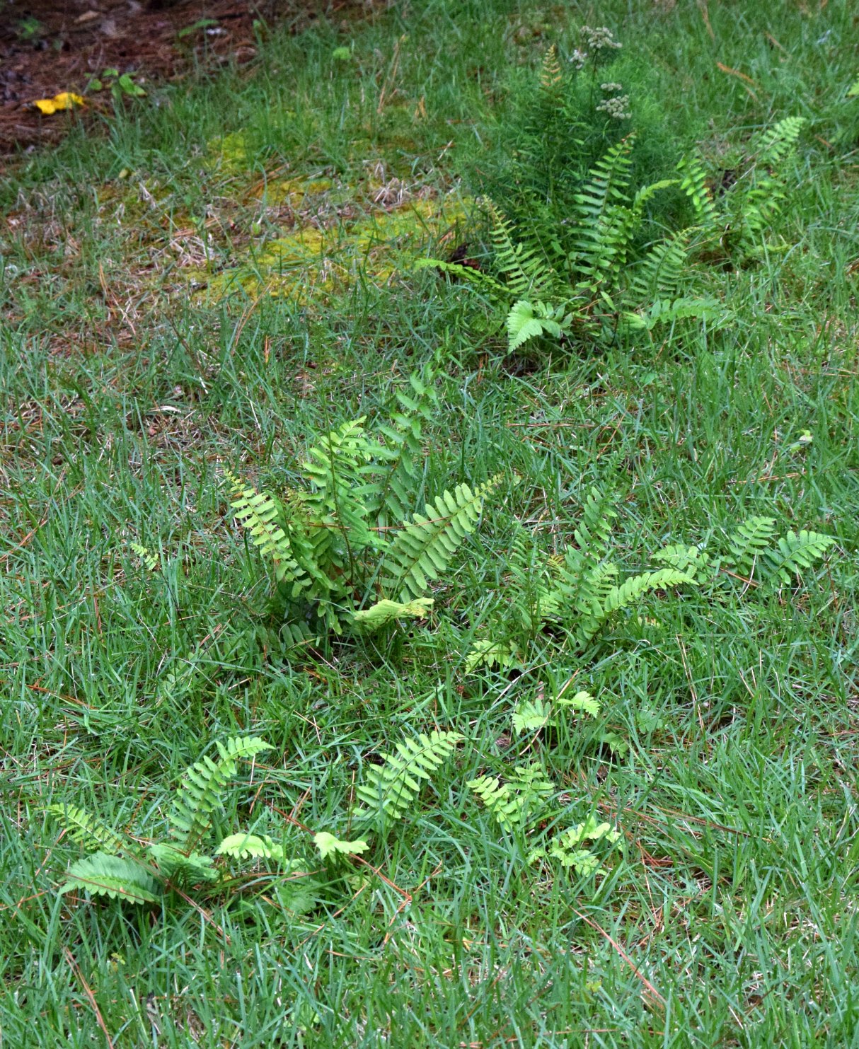 Using Georgia Native Plants: Christmas Fern