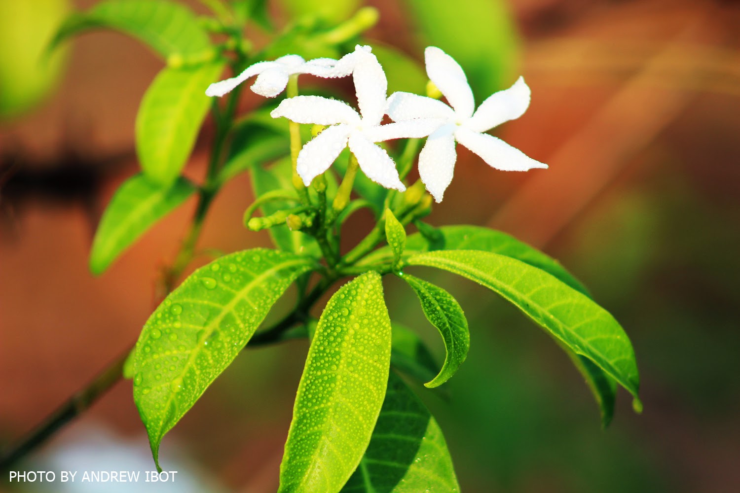 Ako si ANDREW IBOT!: Pandakaki-puti ( Tabernaemontana pandacaqui Poir.)