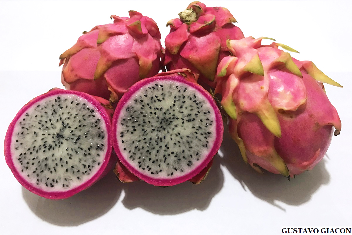 Viveiro Ciprest - Plantas Nativas e Exóticas: Pitaya Rosa de Polpa ...