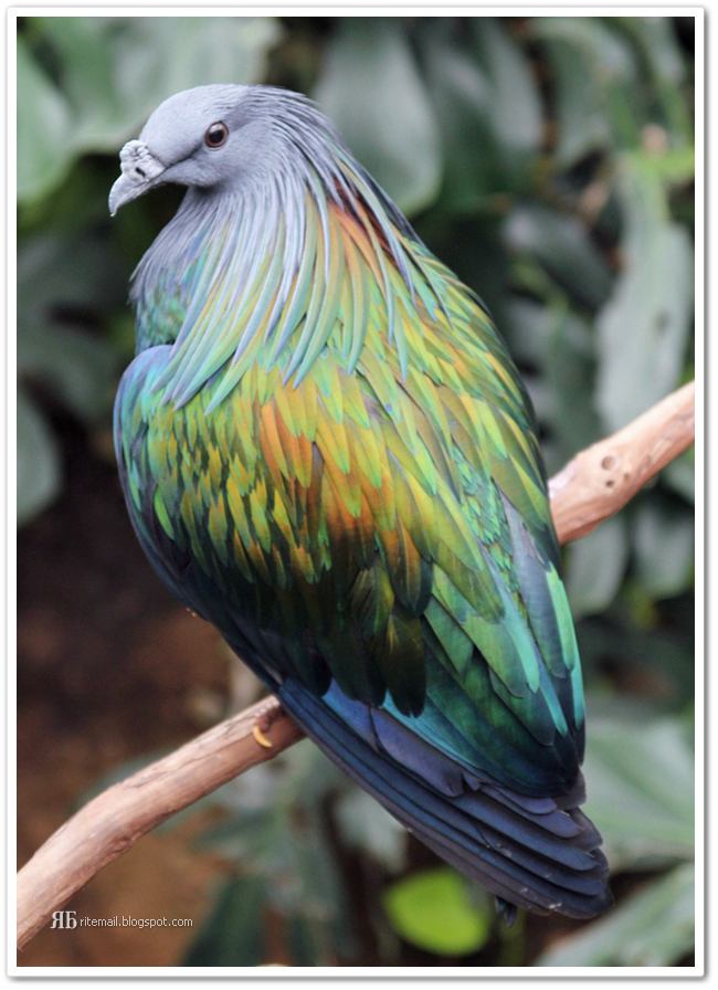 14 Awesome Gorgeous And Unusual Birds | Simply get it
