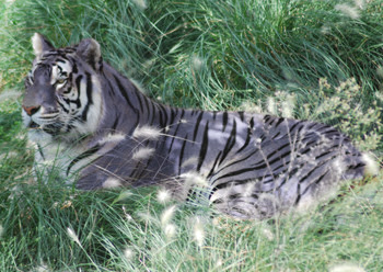 Wild Catz Jungle: THE MALTESE TIGER